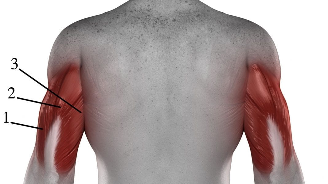 Anatomía del tríceps
